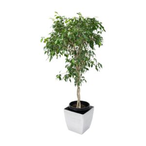 Décor | AM PARTY RENTALS